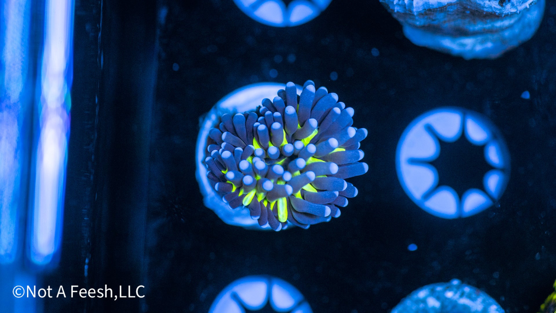 NAF Blueberry (WYSIWYG) – Not a Feesh