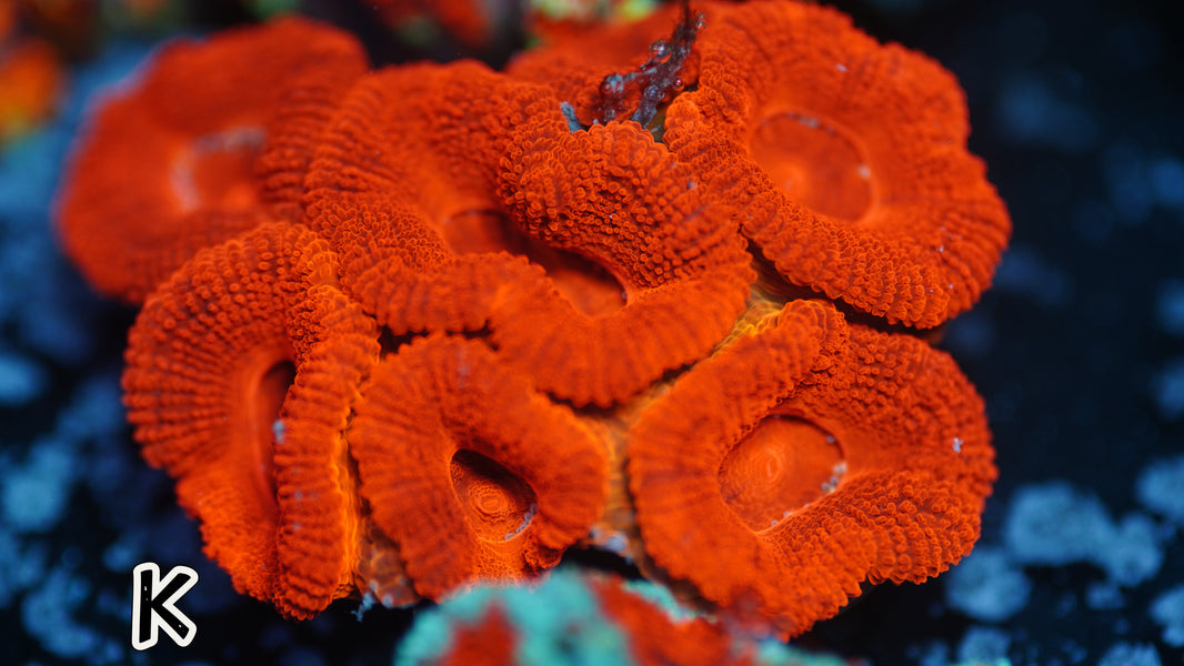 Not a Feesh Corals
