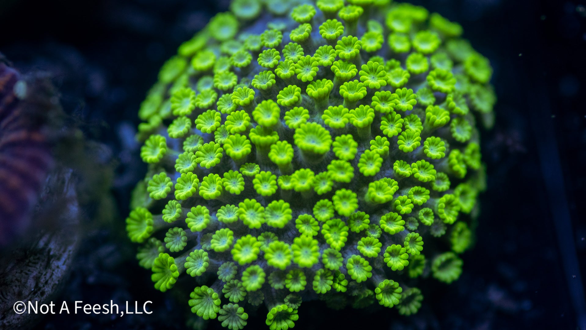 Micro Alveopora (WYSIWYG) – Not a Feesh