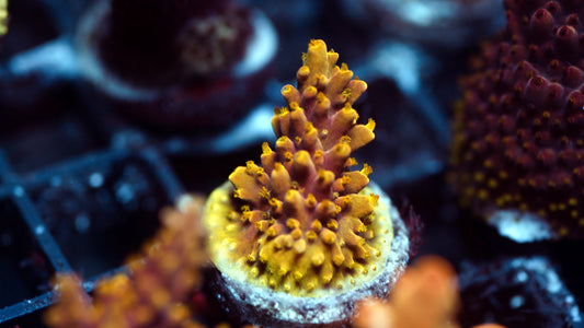 Not a Feesh Corals