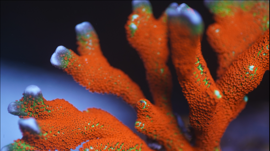 SPS – Not a Feesh